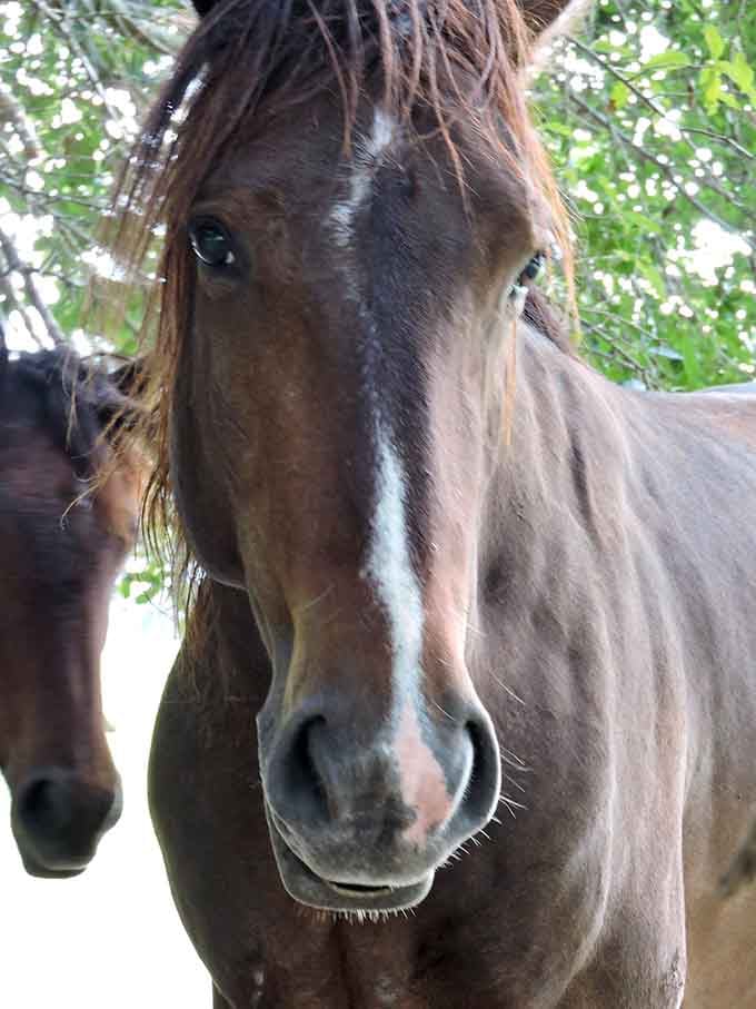 This wild horse's expression says "I know I'm photogenic" and honestly, there's no arguing with that face.