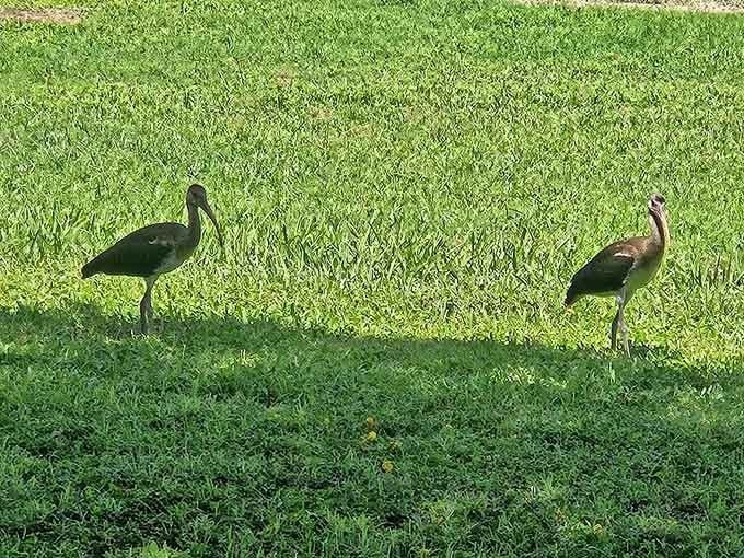 Local birds stroll the grass like they own the place, because honestly, they kind of do around here.
