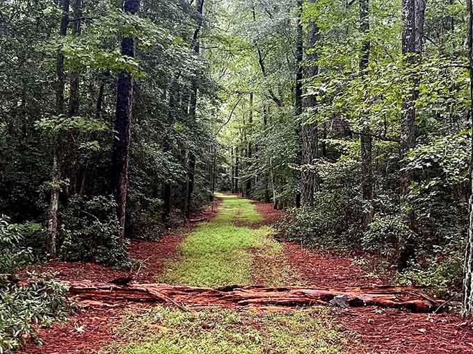 Pine straw creates nature's softest carpet, cushioning your journey through this verdant cathedral of trees.