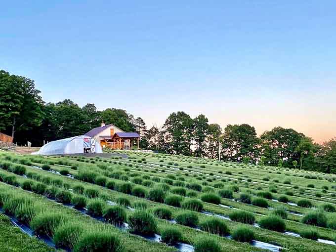 Lavender rows stretch toward the hills like purple poetry, proving Pennsylvania grows more than just pierogies and potatoes.