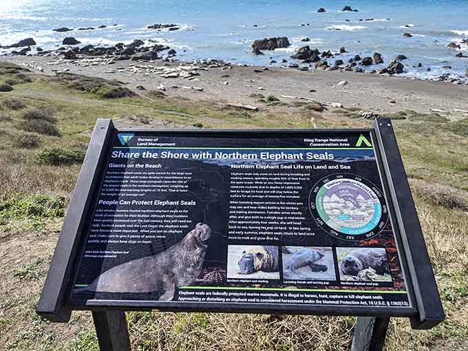 Educational signs remind visitors that elephant seals share this remote coastline, making it their personal beach resort.