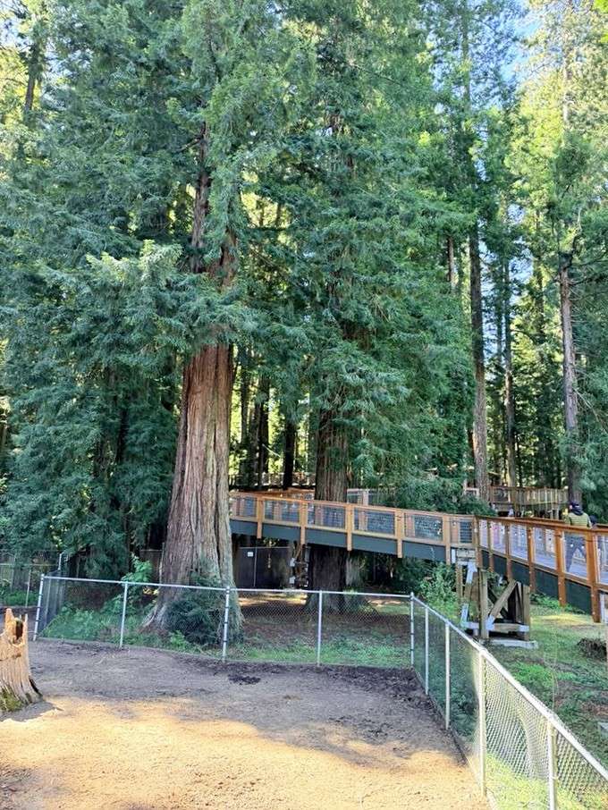 The launch deck where your ground-dwelling days temporarily end and your canopy adventure officially begins.