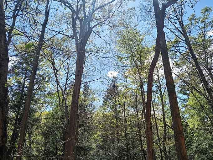Looking up through these trees is like standing inside nature's cathedral, except the acoustics are way better.