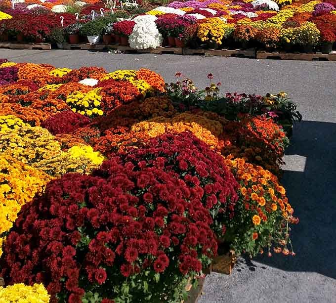 Fall mums exploding in colors that make your home garden look like it's not even trying anymore.