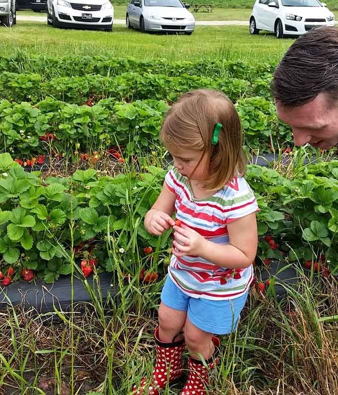 Those polka-dot boots mean business, and her focused expression suggests serious strawberry-picking strategy at work here.