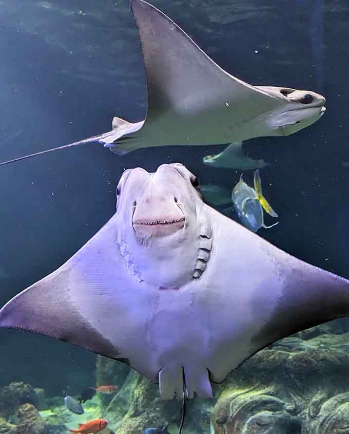 That smile isn't just for show; cownose rays are genuinely one of the ocean's friendliest faces swimming through the water.