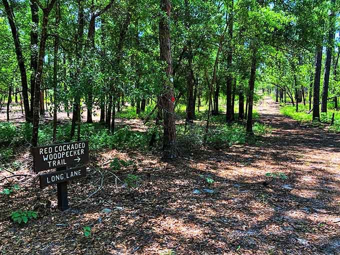 Trail signs pointing to woodpecker territory, where nature runs the show and you're just a respectful guest passing through.