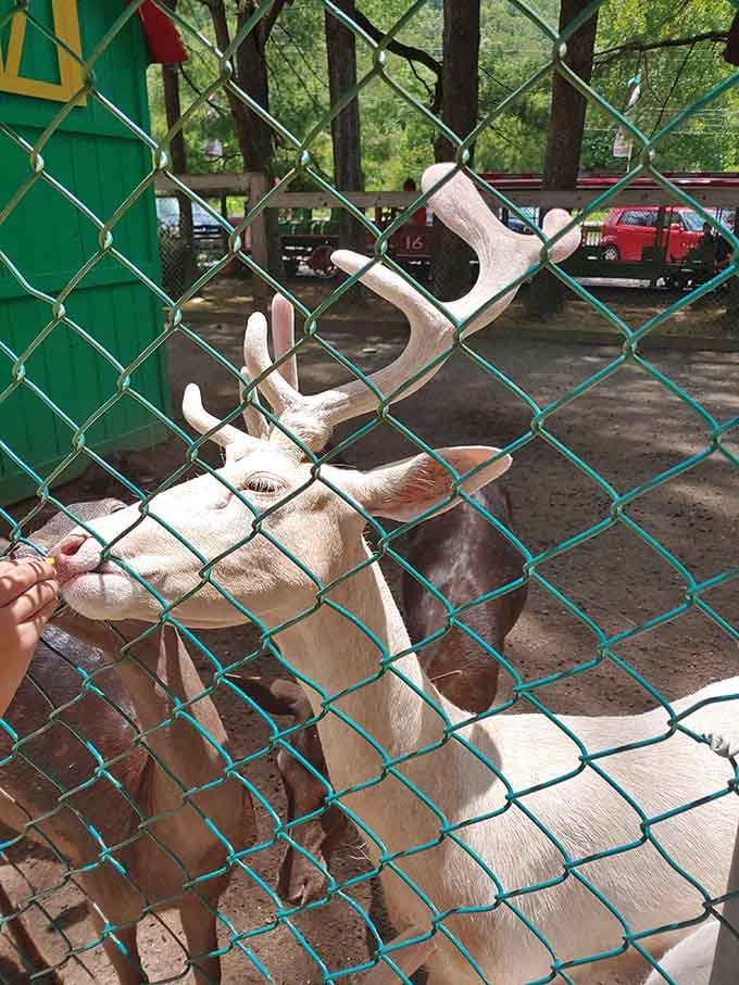 These deer at Santa's Land look ready to pull Santa's sleigh straight through the Smoky Mountains.