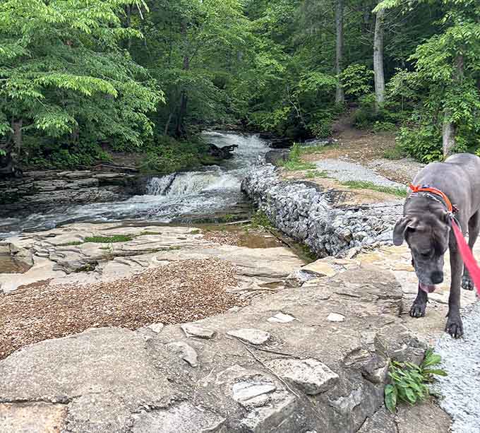 Even the four-legged visitors know a good thing when they see it, tail wags included.