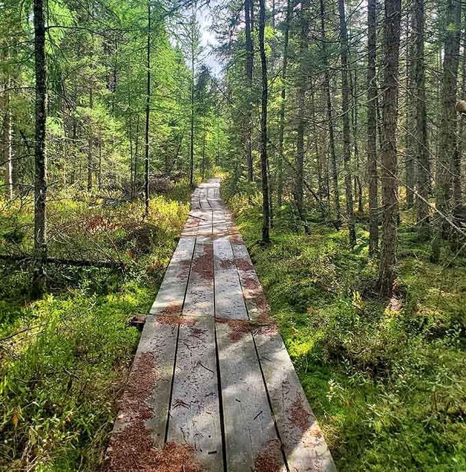 Boardwalks keeping your feet dry while you traverse wetlands that would otherwise swallow your favorite sneakers whole.
