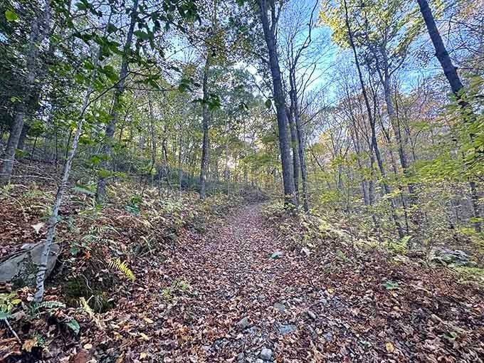 These woodland trails offer the kind of peace that makes you forget your phone exists for a while.