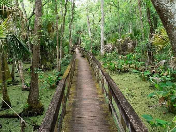 Highlands Hammock's ancient oaks and Spanish moss create a scene straight from a Florida postcard.