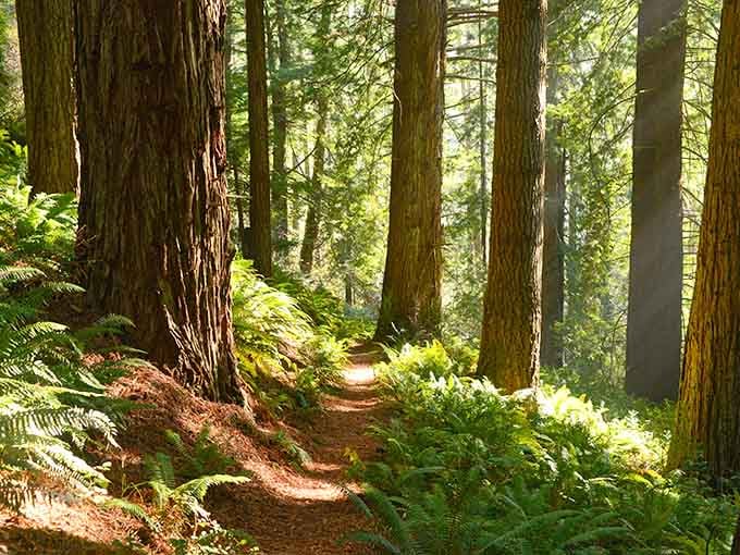Sunlight filters through ancient redwoods, creating nature's own cathedral along the forest trail.
