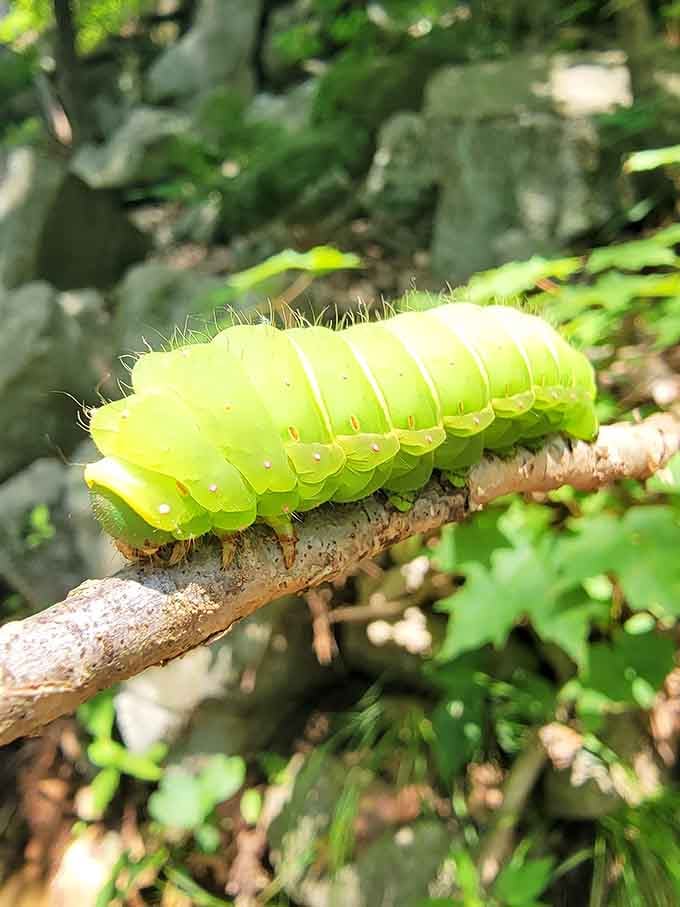 Meet your hiking companion, a lime-green caterpillar taking its own sweet time on nature's highway, no rush whatsoever.