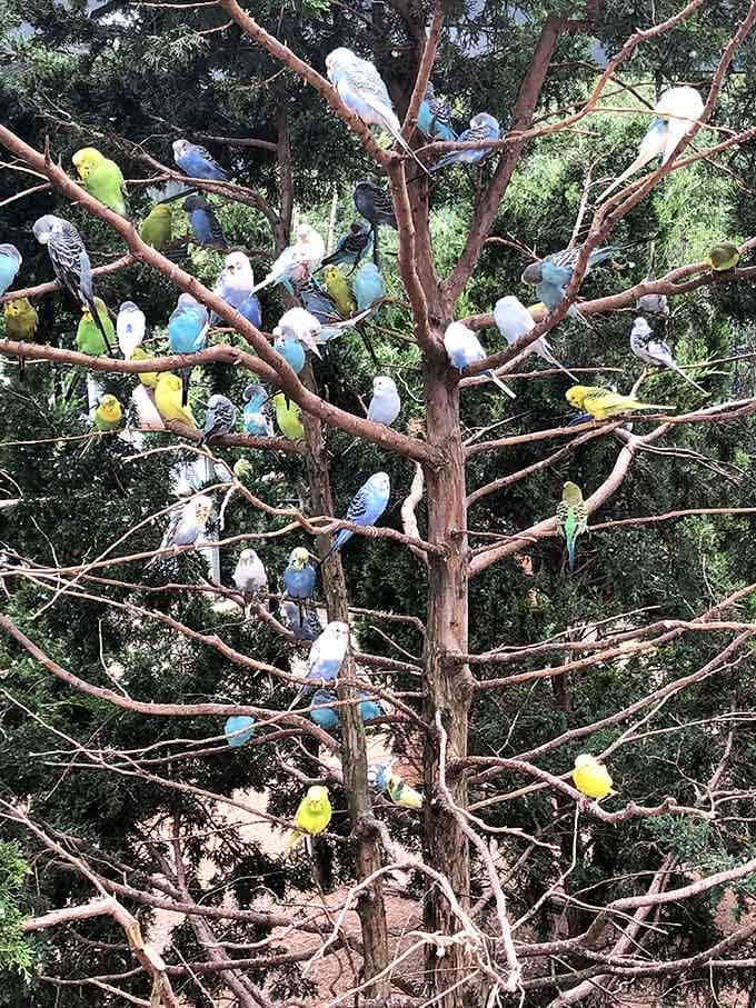 Budgies cluster on branches like a living rainbow, their cheerful chatter filling the air with unexpected tropical vibes.