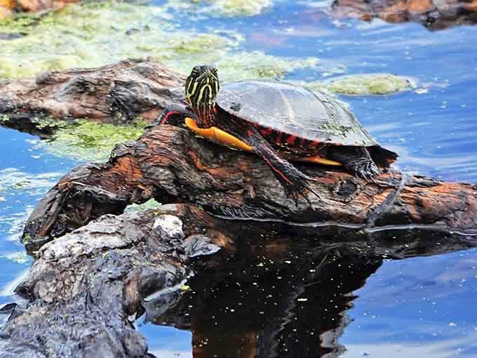 This turtle's living the dream: sunshine, a perfect log, and absolutely zero Monday morning meetings to attend.