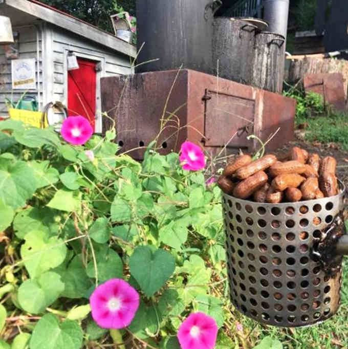 When flowers photobomb your peanuts, you know you've found a special kind of mountain magic happening.