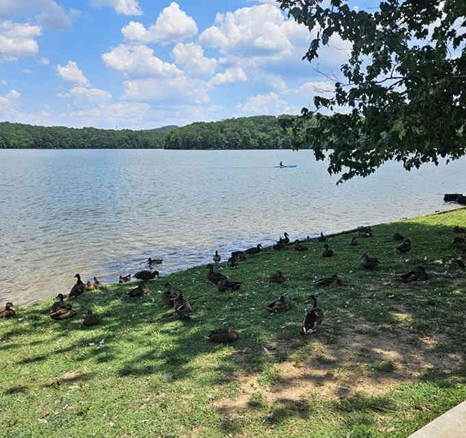 The welcoming committee at Sweetwater Creek doesn't ask for much—just maybe some breadcrumbs and your admiration.