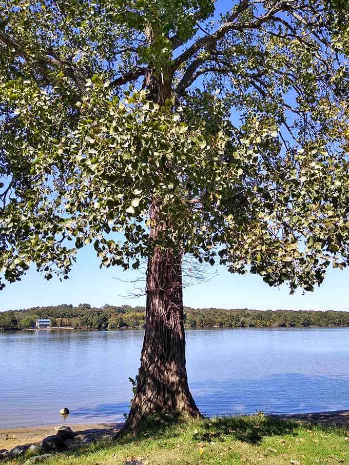 This majestic tree has been providing shade for beachgoers longer than most of us have been alive.