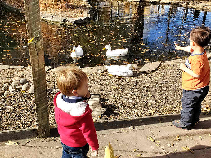 Young visitors discover that ducks are surprisingly entertaining when you're not watching them on a screen.