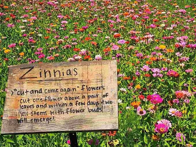 Zinnias add splashes of pink and orange, because apparently sunflowers wanted some colorful backup dancers for their performance.