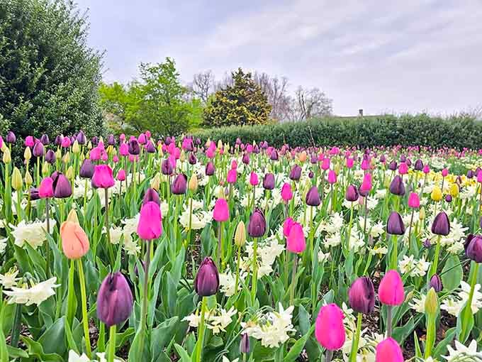 Tulips stretching to the horizon like nature's own candy store, minus the cavities and sugar crash afterward.