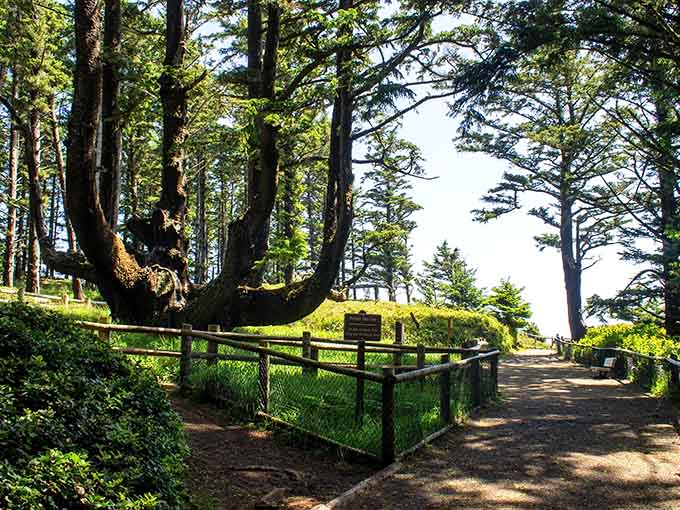 The Octopus Tree decided normal was boring and grew sideways instead&mdash;Oregon's most delightfully weird spruce.
