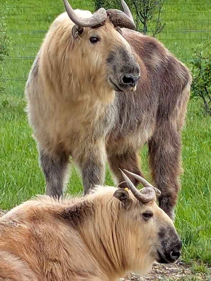 Shaggy yaks posing together look like they're auditioning for a buddy comedy set in the Himalayas.