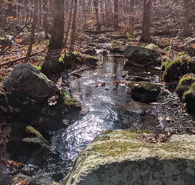This little brook has been babbling its way through the forest longer than any of us have been around.