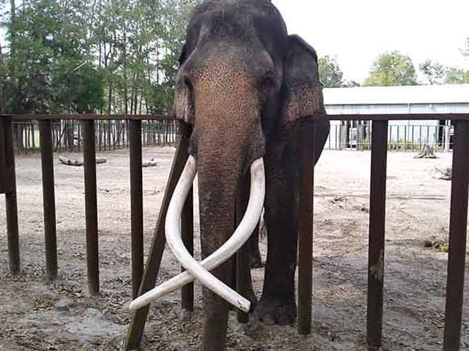 Meet one of the ranch's majestic residents, complete with impressive tusks that command respect and admiration from every visitor.