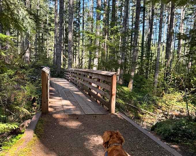 Your four-legged hiking companion approves of this bridge, though he's probably wondering why humans need so much wood to cross water.