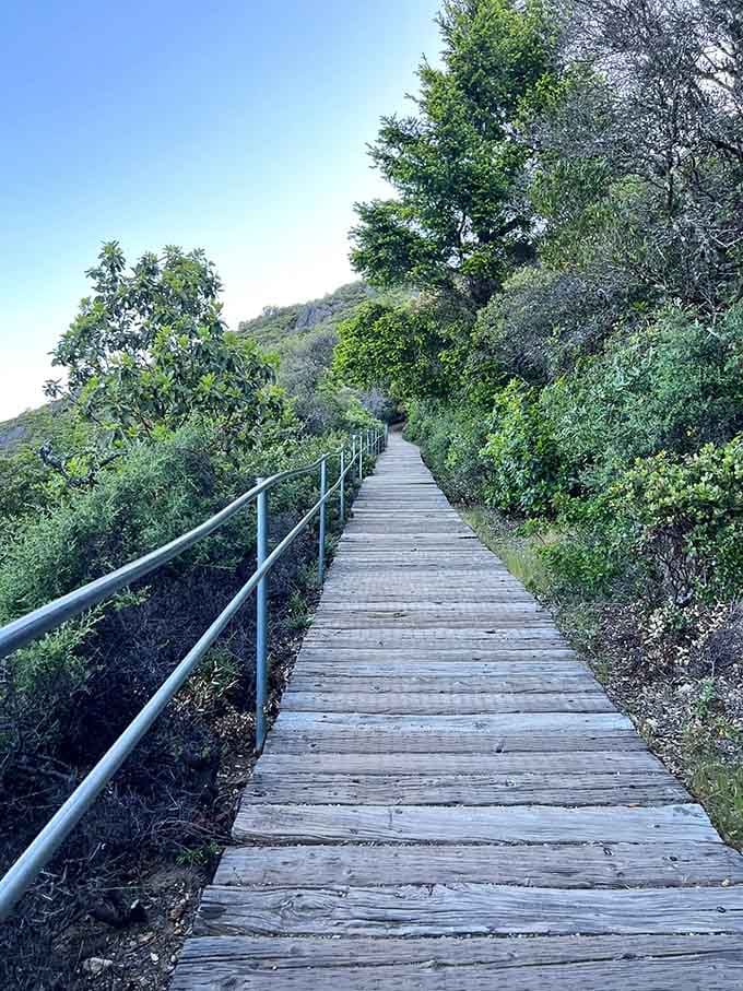 This wooden boardwalk stretches toward views that make your morning commute seem utterly ridiculous.