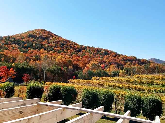 Fall foliage meets vineyard rows in a view that'll make you forget you're still in South Carolina, not Provence.