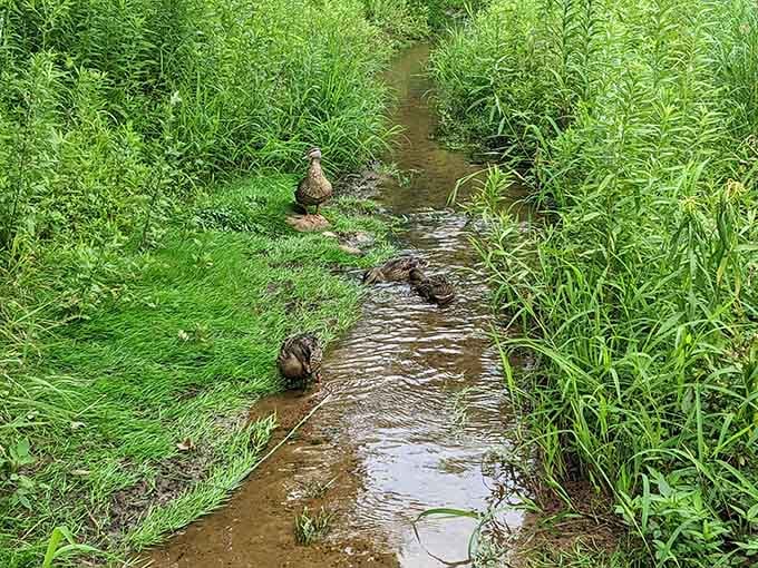 These ducks have claimed this creek as their personal highway, and they're not accepting any traffic.