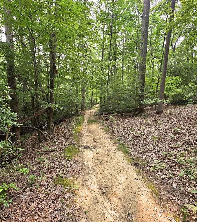These forest trails prove that the best fossils aren't always found on the beach itself.