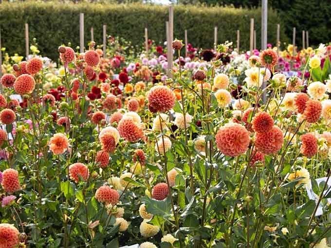 Dahlias blooming in formations that would make a military parade look disorganized by comparison.