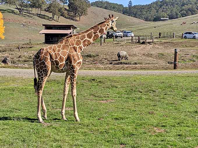 A giraffe standing tall with that "I'm clearly the most photogenic one here" energy that's absolutely undeniable.