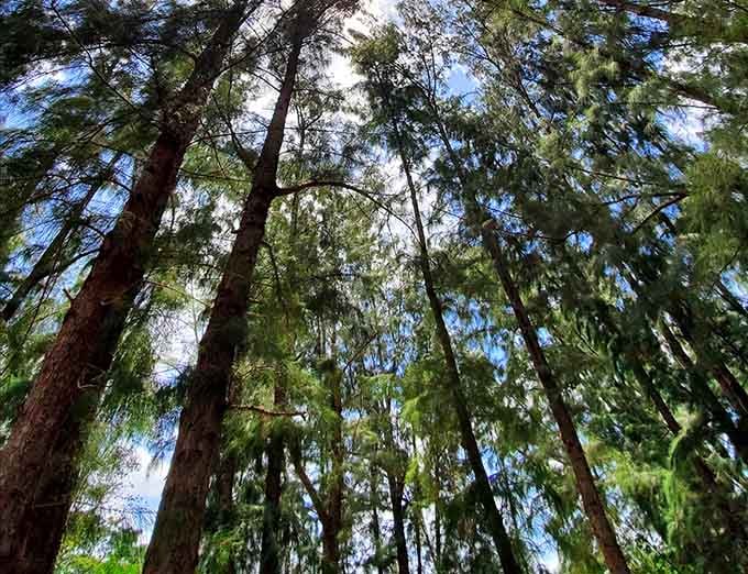 Towering pines reach skyward, reminding visitors that Florida has more to offer than palm trees and tourist traps.
