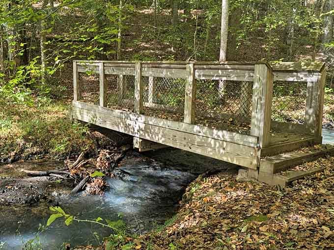 Gentle curves of boardwalk wind through dense forest, inviting explorers to slow down and truly listen.