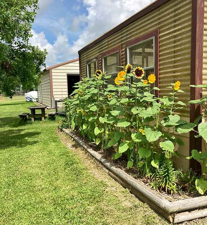 Sunflowers blooming beside a rustic building add that perfect touch of country charm that makes you want to slow down.