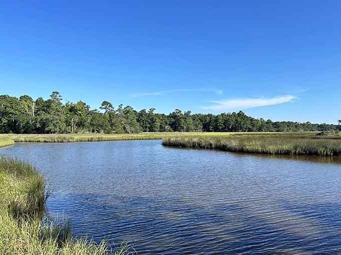 Marshland meets open water under endless blue skies, creating the kind of view that makes you forget your phone exists.