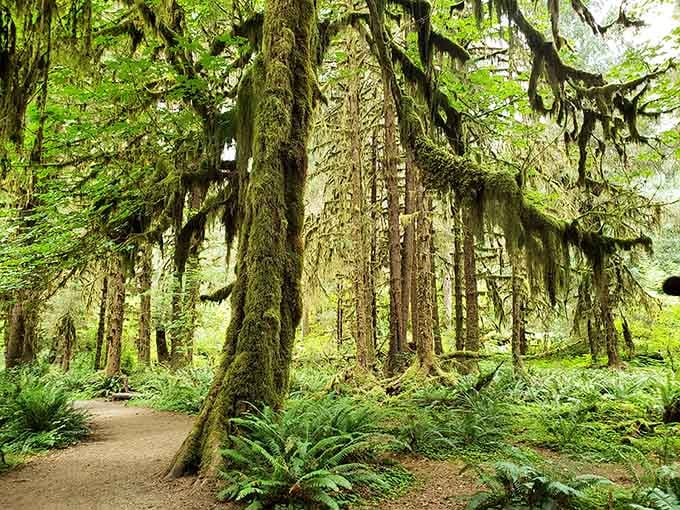 Moss drapes these ancient trees like nature's own velvet curtains in this enchanted forest.