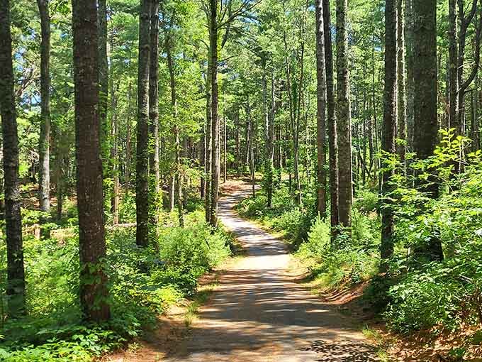 Sunlight filters through towering pines along trails that beckon you deeper into Cape Cod's forested heart.