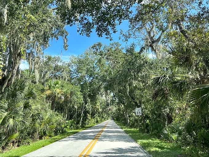 Spanish moss drapes these ancient oaks like nature's own curtains, creating a tunnel that feels timeless and peaceful.