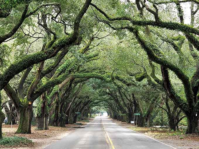 These perfectly spaced oaks stand like elegant sentries along a residential street that feels remarkably grand.