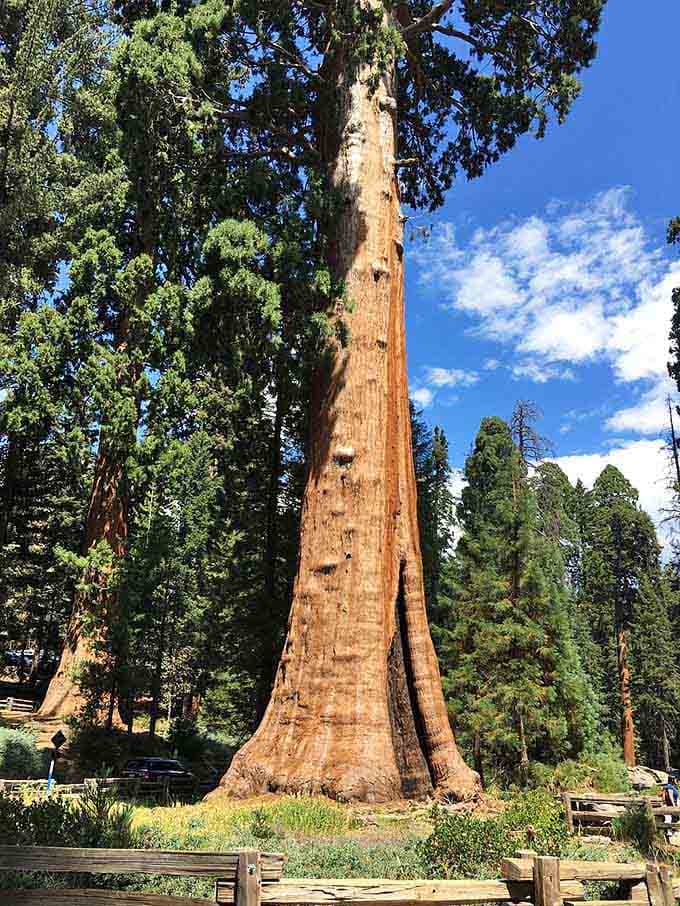 This giant sequoia towers skyward like nature's skyscraper, dwarfing everything around it with effortless ancient grace.