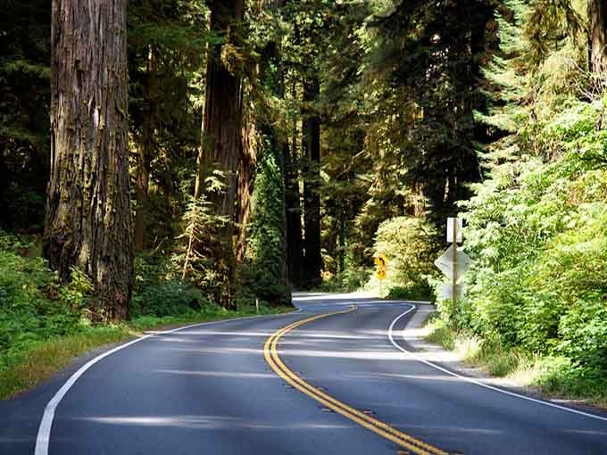Cathedral-like redwoods create a living tunnel where sunlight filters through like stained glass in green.