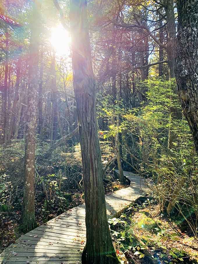 Sunlight streaming through ancient cedars onto a winding boardwalk &mdash; this Cape Cod trail is pure enchantment.