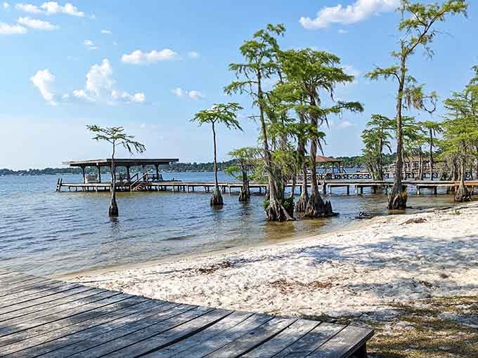 Ancient cypress trees rise majestically from the water, their knobby roots creating a prehistoric landscape along the shore.