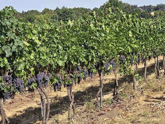 Purple grape clusters hang heavy on the vines, promising delicious wines are just a few months away from your glass.